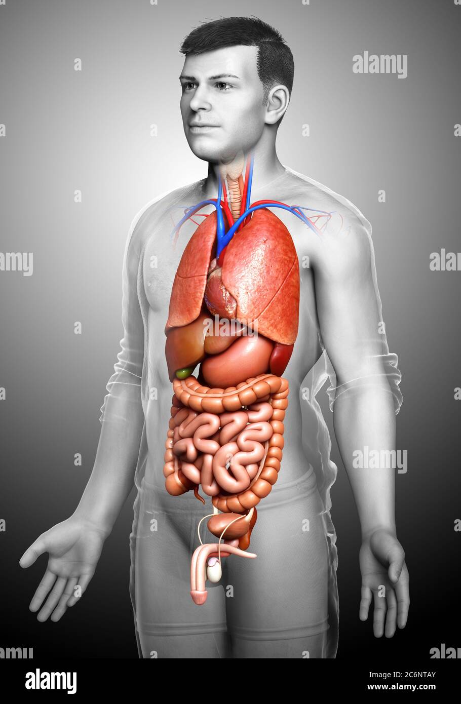 3d rendered medically accurate illustration of male Internal organs ...