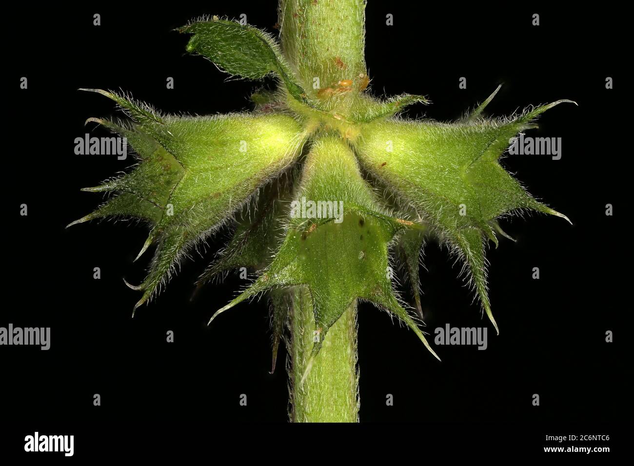 Verticillaster hi-res stock photography and images - Alamy