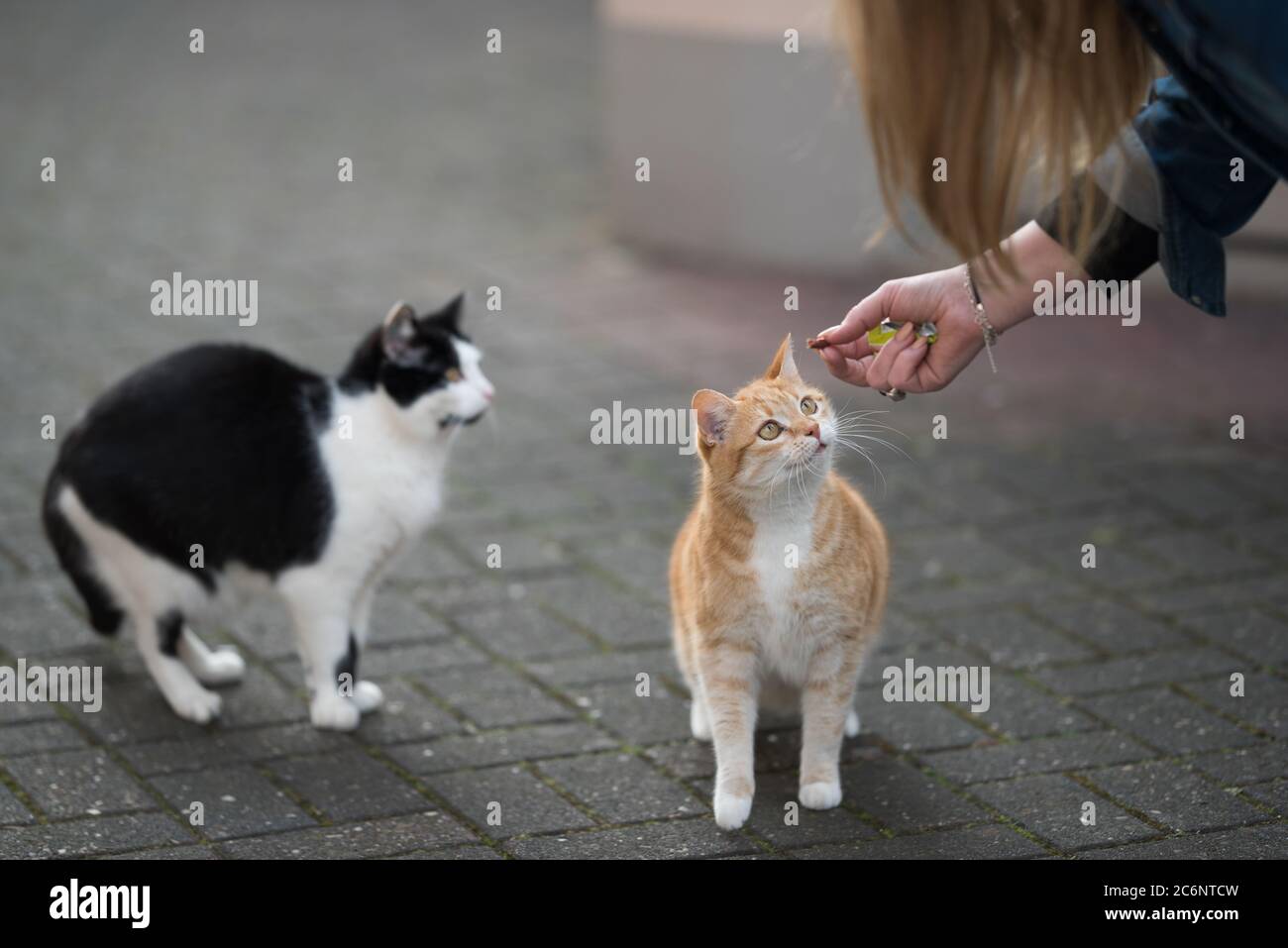 two cats getting fed with treats by female Stock Photo - Alamy