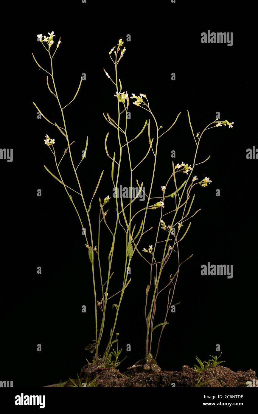 Arabidopsis plants hi-res stock photography and images - Alamy