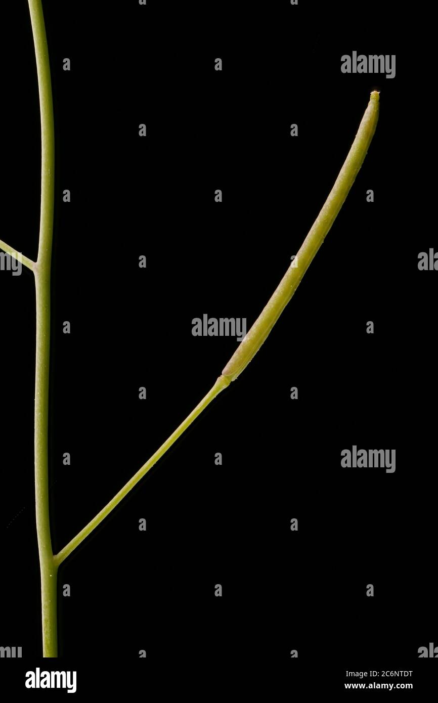 Arabidopsis plants hi-res stock photography and images - Alamy