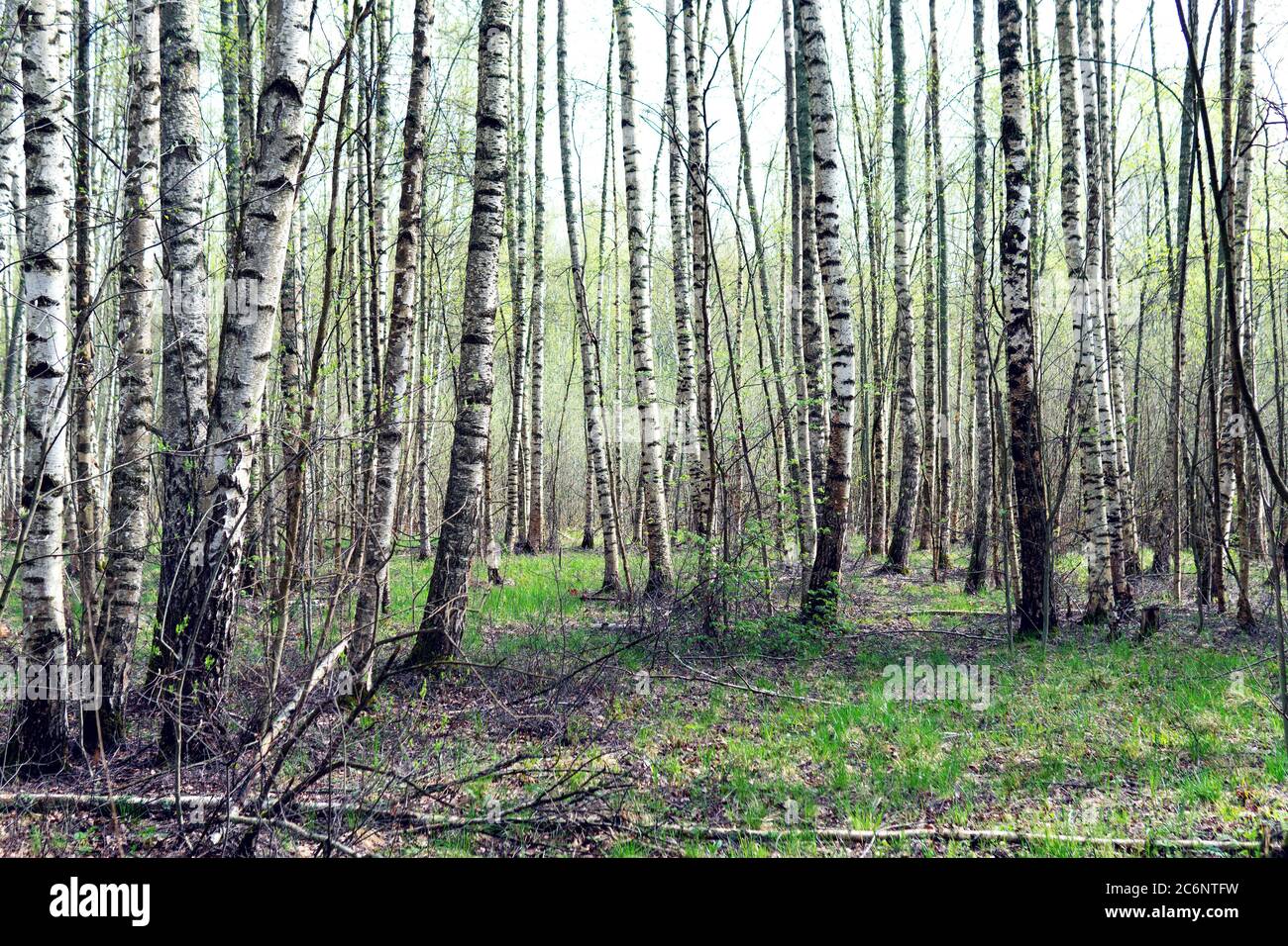 Birch branch wood birchwood tree hi-res stock photography and images ...