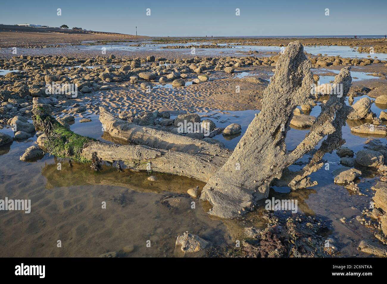 Exposed petrified forest hi-res stock photography and images - Alamy