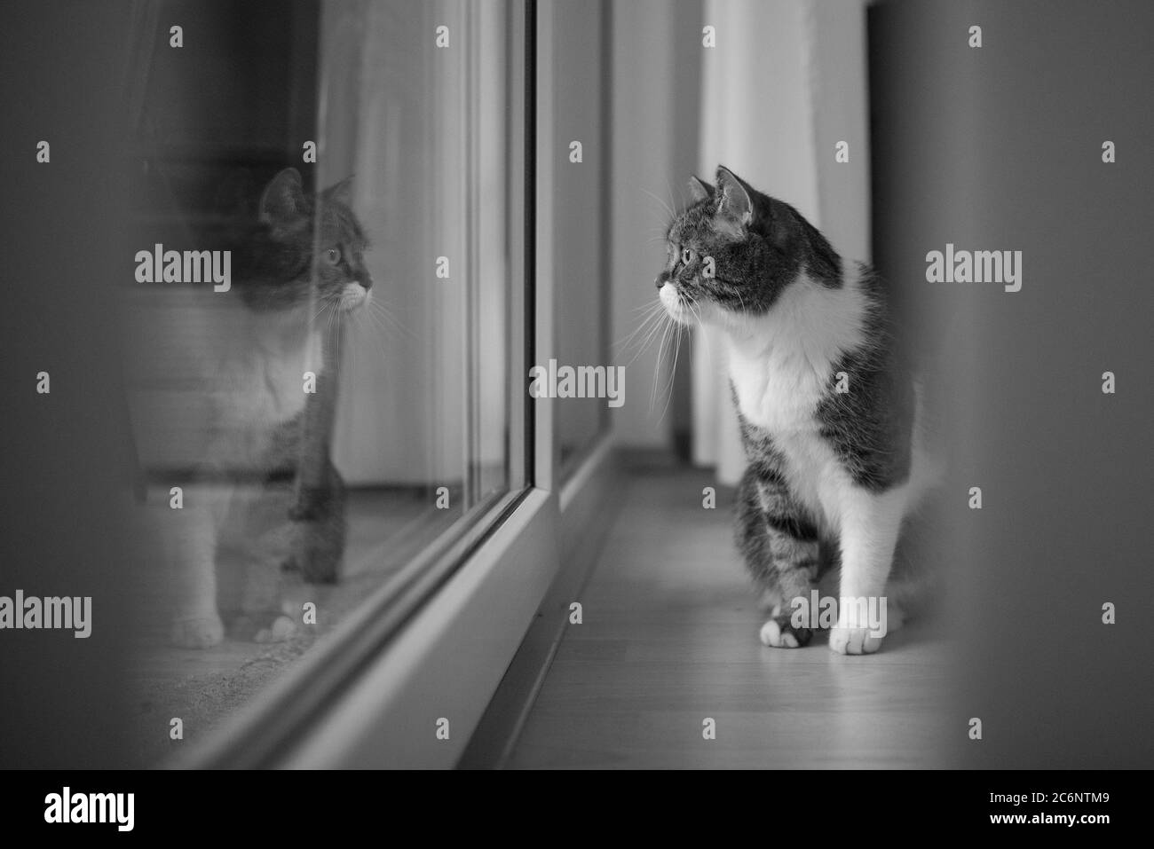 Cat in tabby color Black and White Stock Photos & Images - Alamy