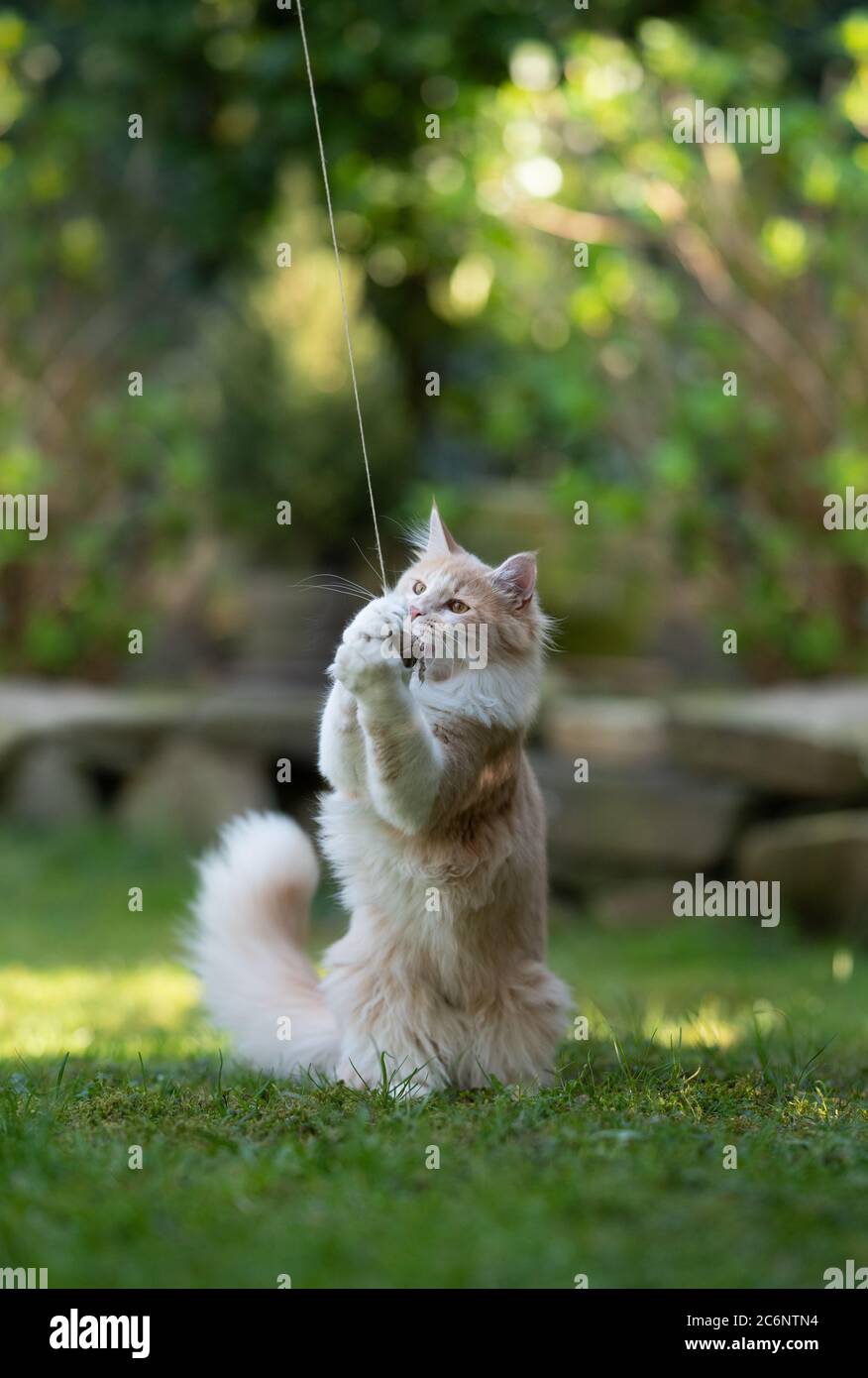 fawn cream colored maine coon cat playing outdoors in the garden with a ...