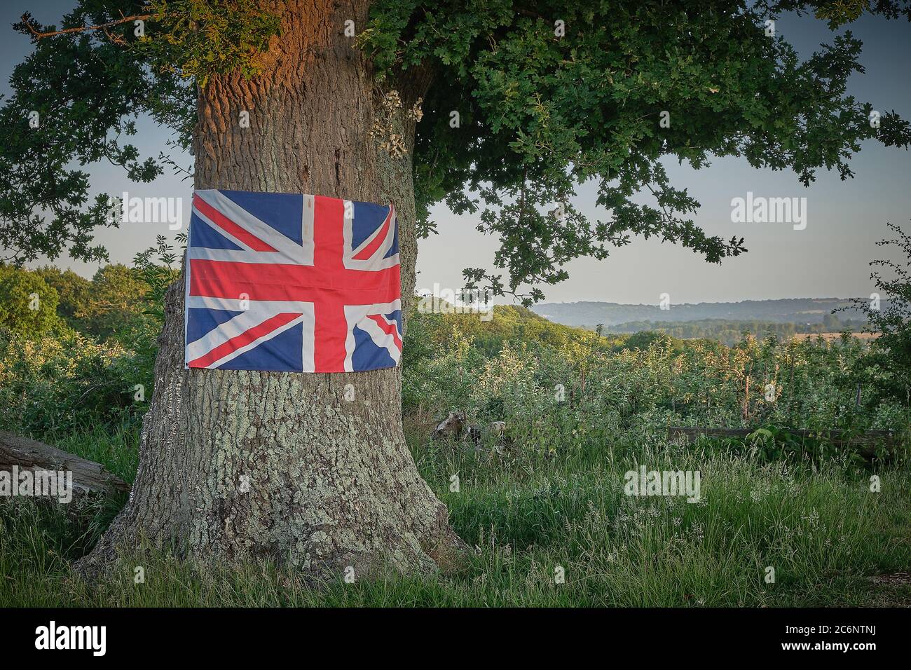 Old english oak tree hi-res stock photography and images - Alamy