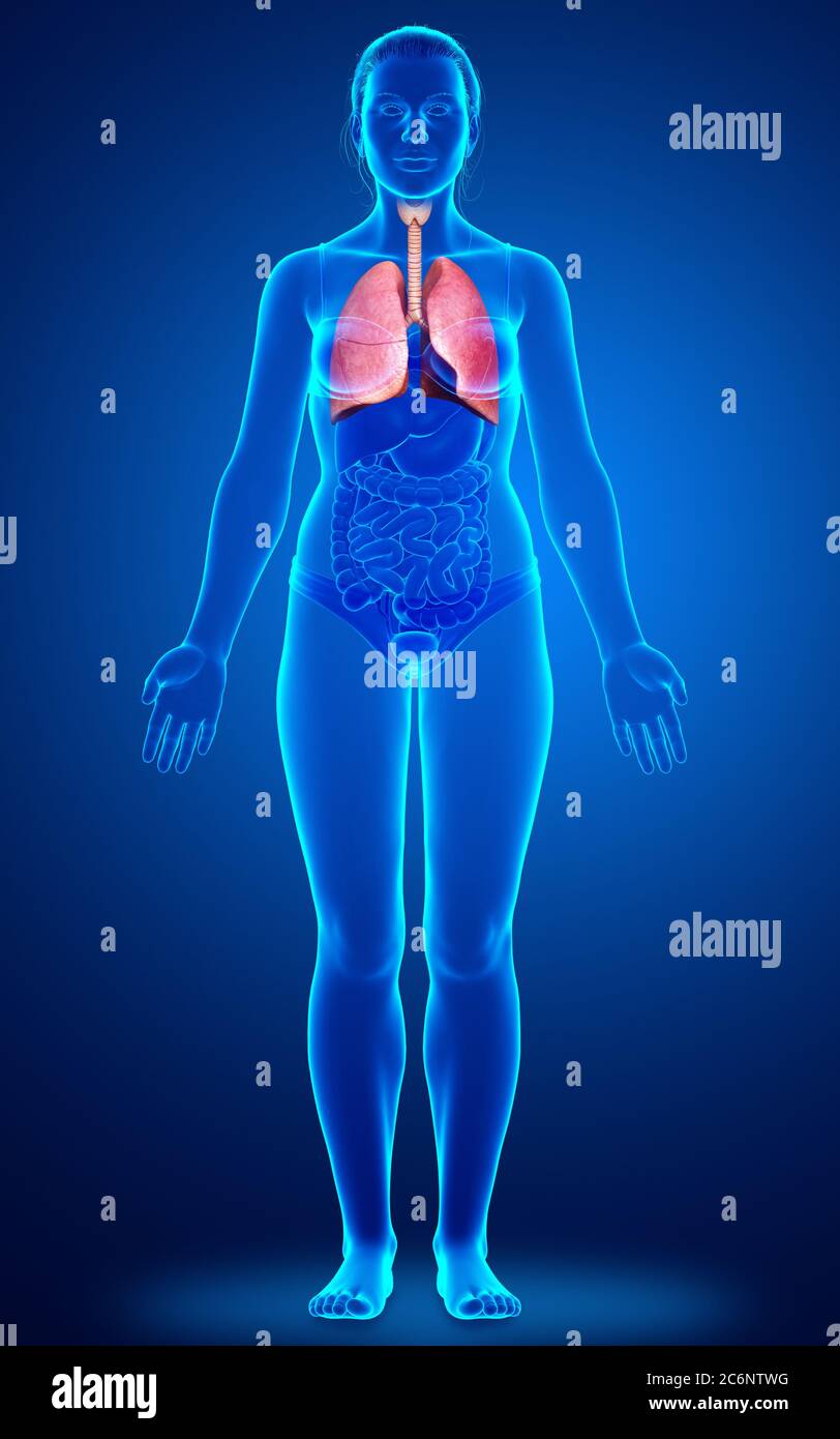 3d rendered, medically accurate illustration of a female lung anatomy ...