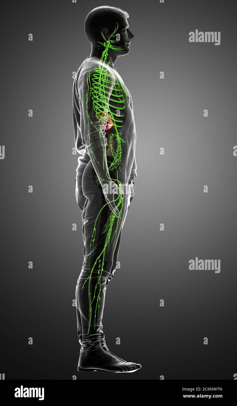 3d rendered medically accurate illustration of a male lymphatic system ...