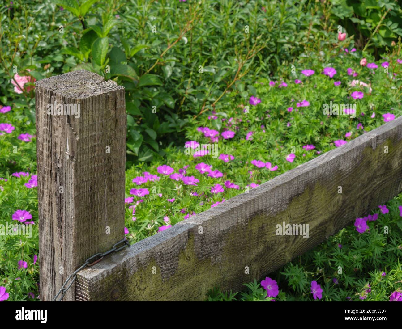 nature at the river trave Stock Photo - Alamy