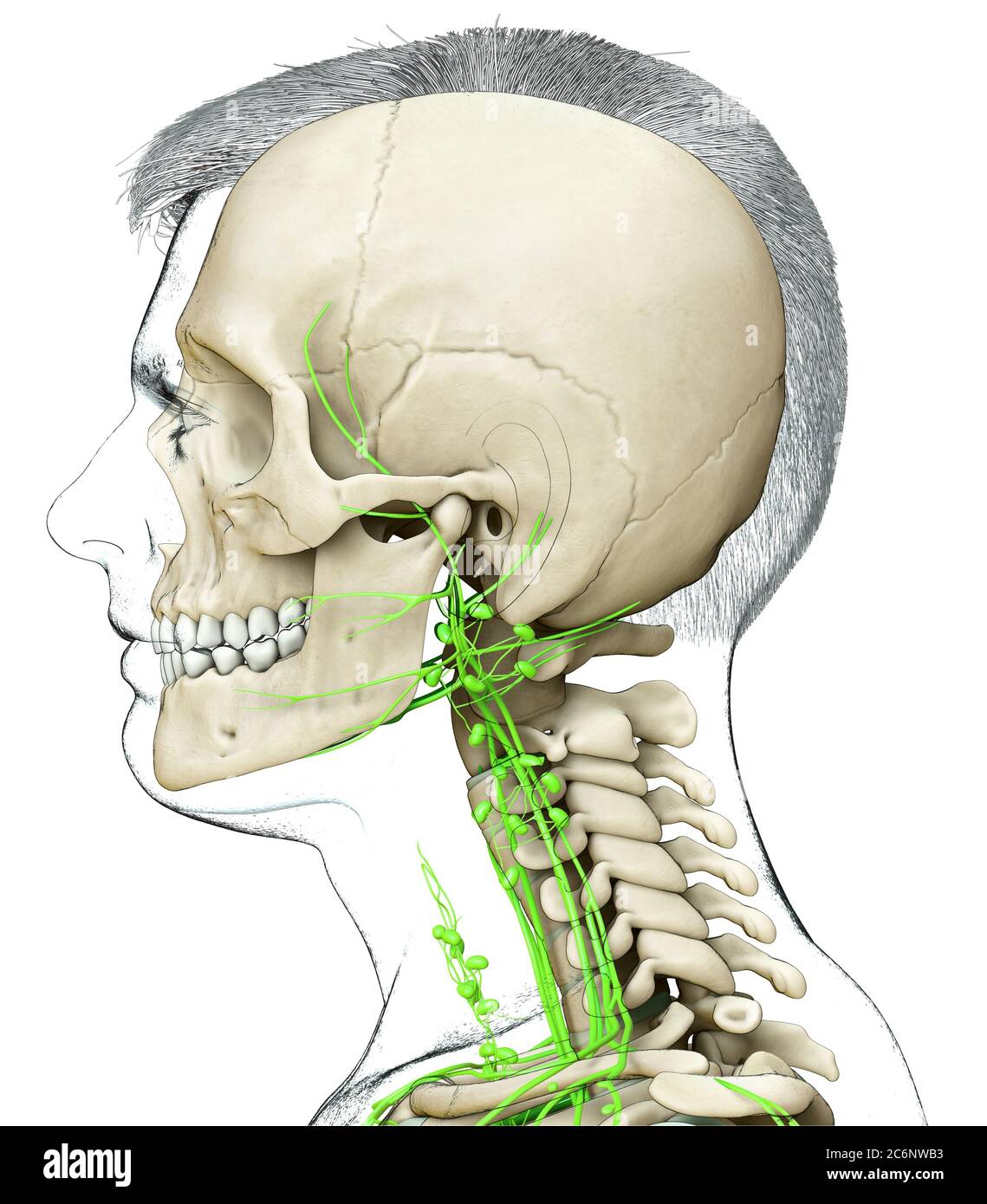 Lymphatic system face hi-res stock photography and images - Alamy