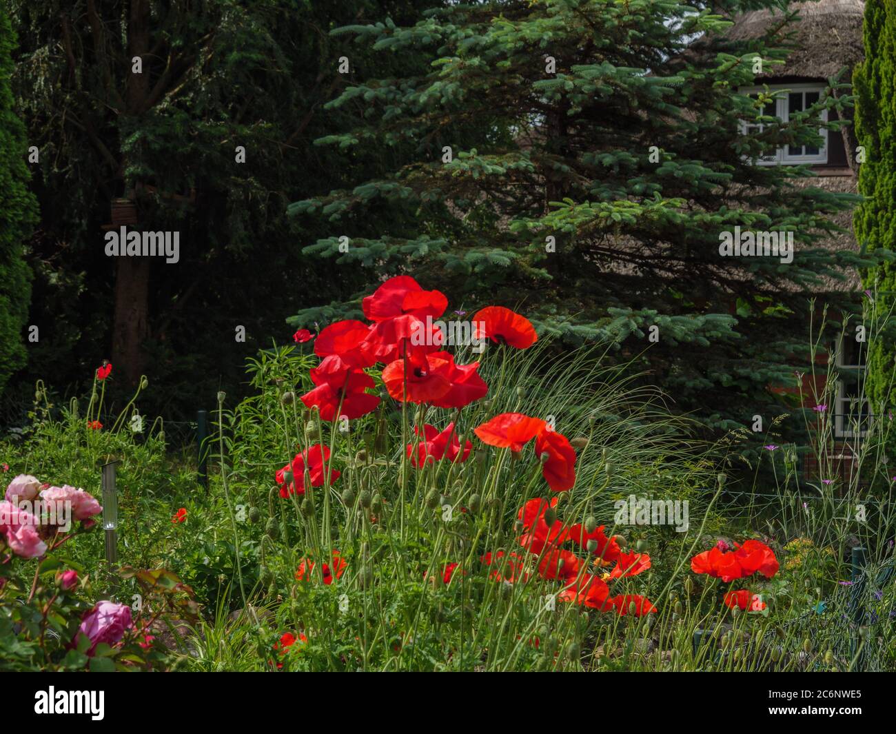 nature at the river trave Stock Photo - Alamy