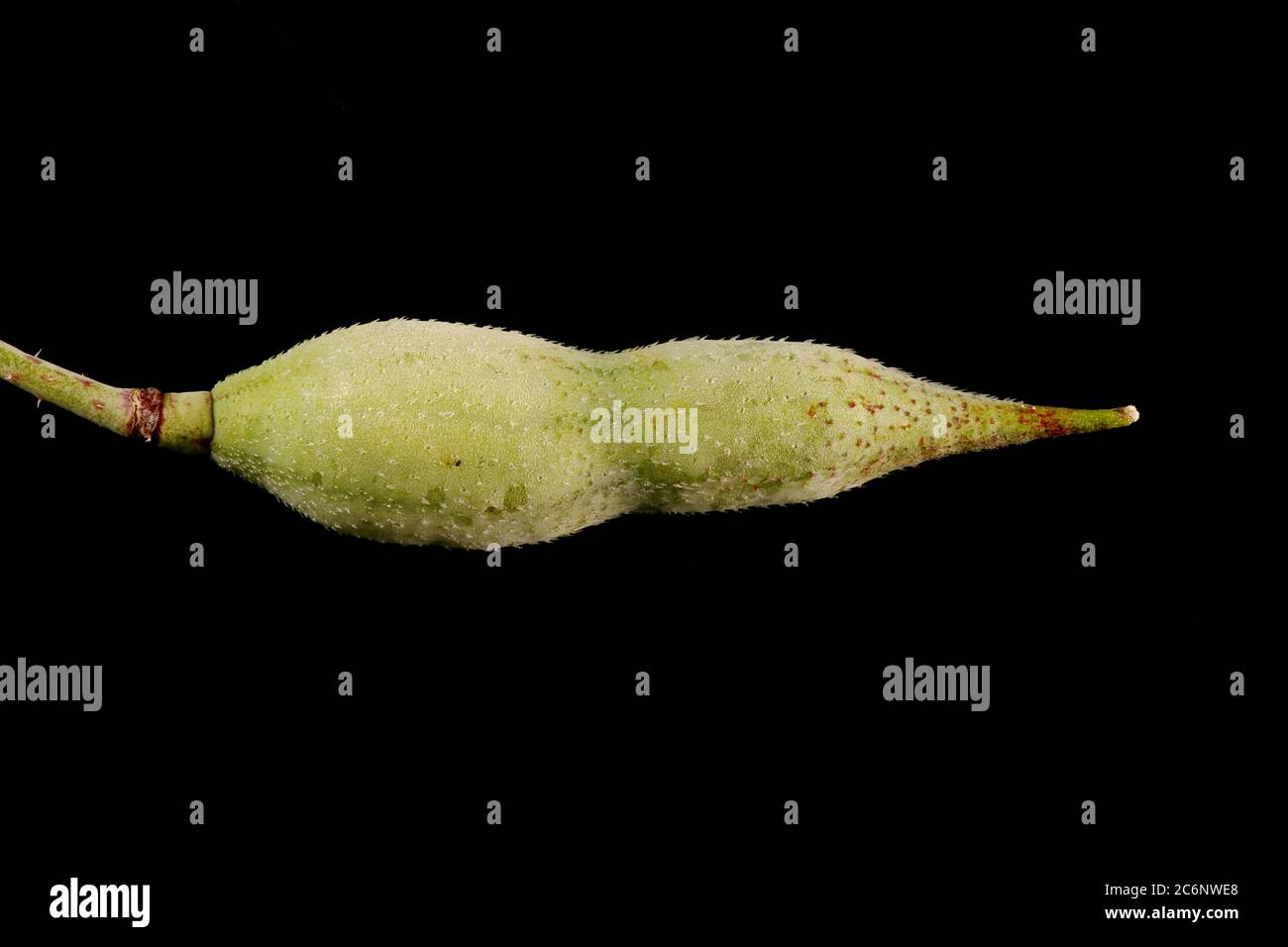 Raphanus sativus botanical illustration hi-res stock photography and ...