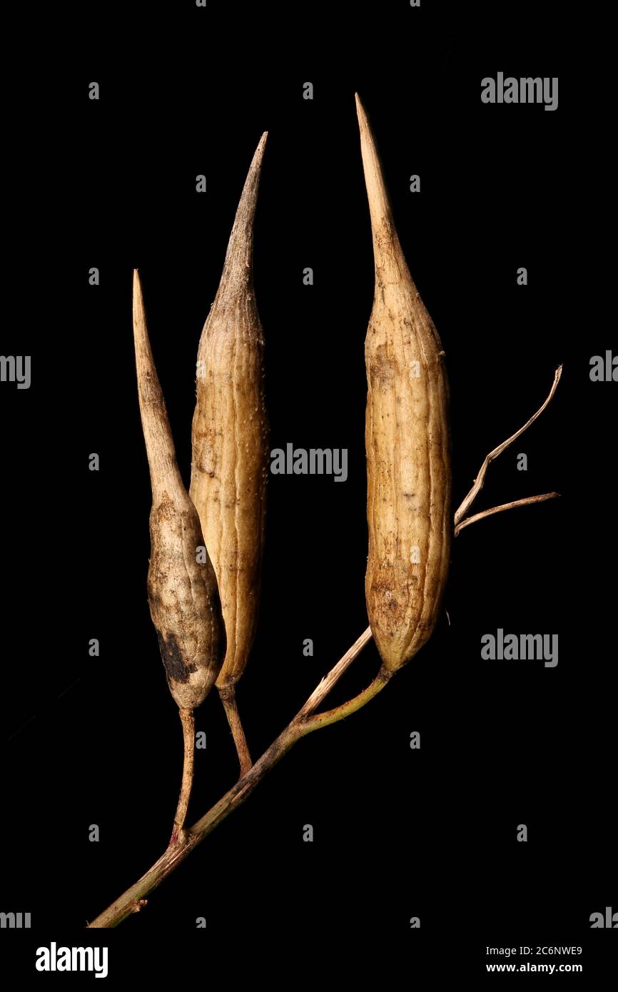 Raphanus sativus illustration hi-res stock photography and images - Alamy