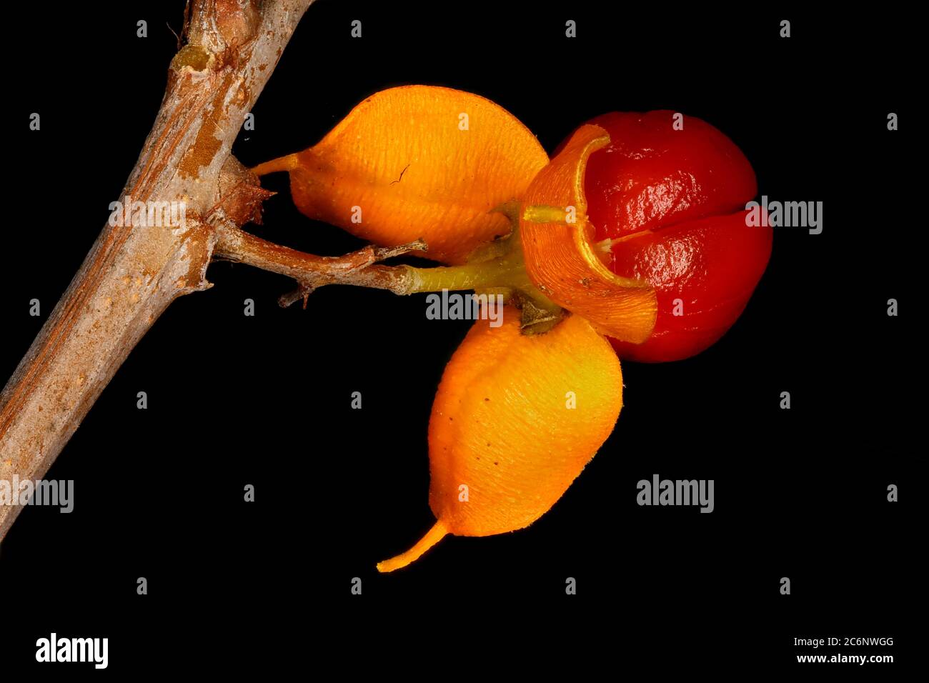 Staff Vine High Resolution Stock Photography and Images - Alamy