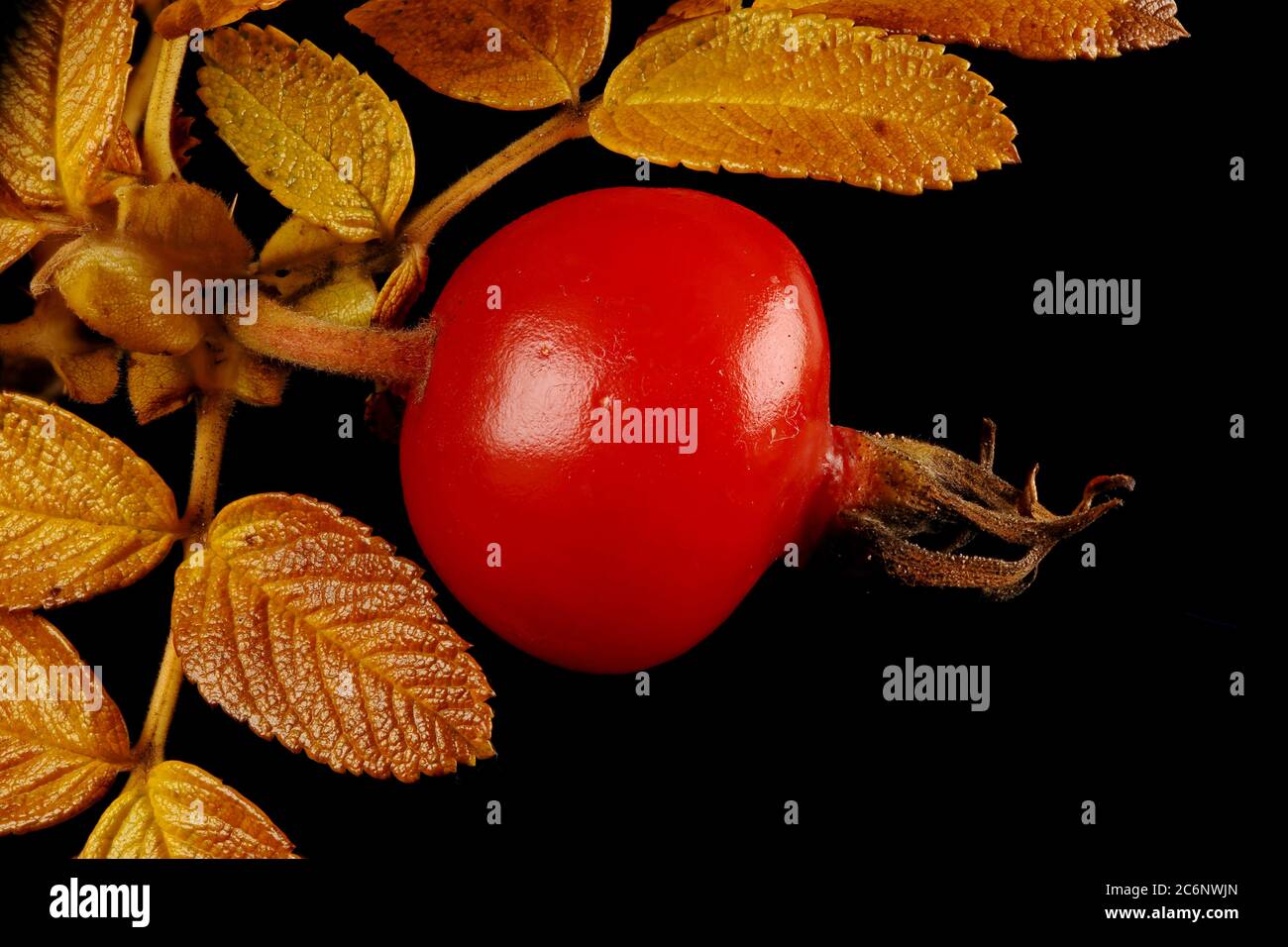 Rosa Rugosa Fruit High Resolution Stock Photography and Images - Alamy