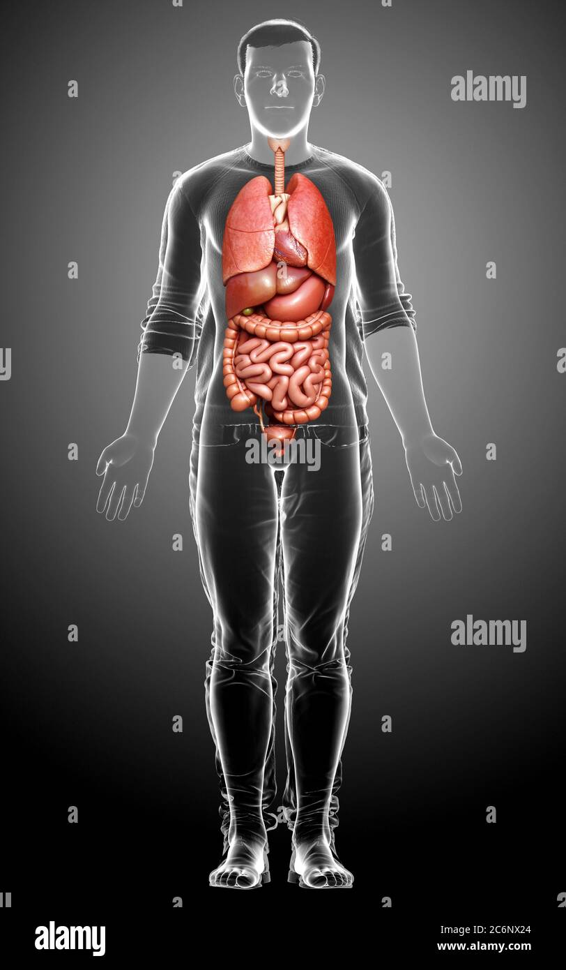 3d rendered medically accurate illustration of male Internal organs ...