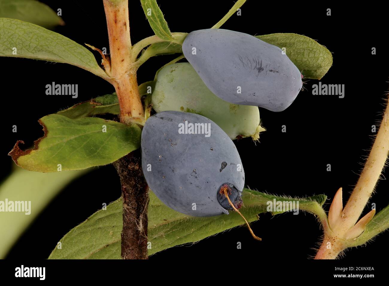 Lonicera caerulea hi-res stock photography and images - Alamy
