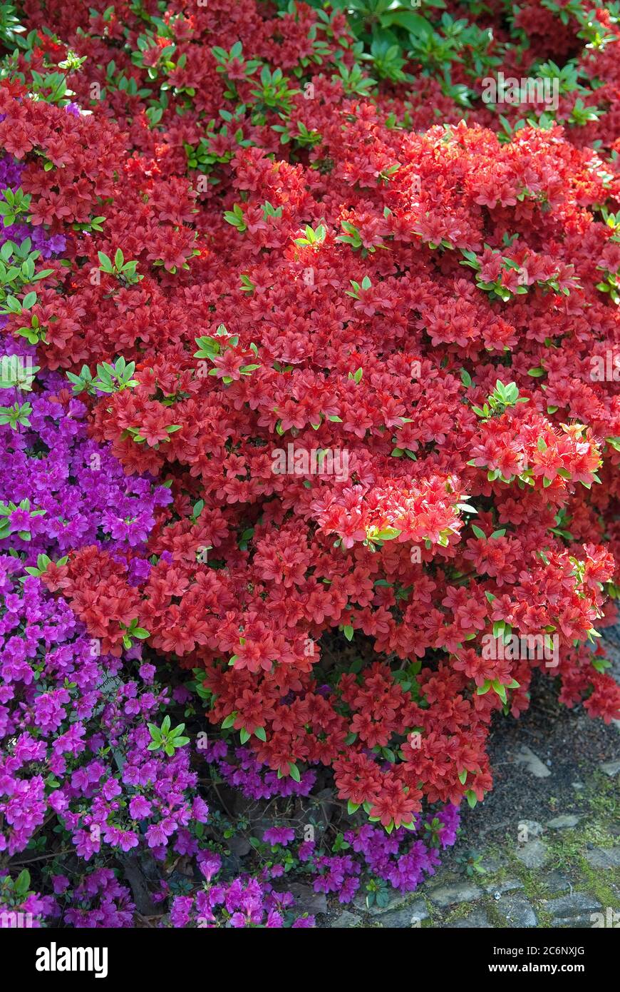 Japan-Azalee Rhododendron obtusum Rotstein, Rhododendron obtusum Haruko ...