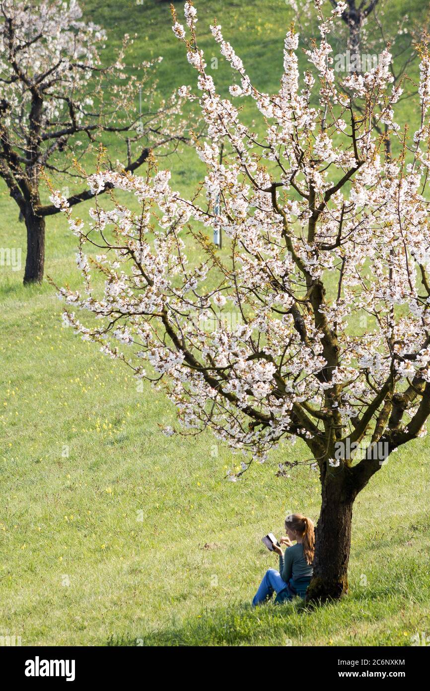 Woman under tree orchard farm hi-res stock photography and images - Alamy