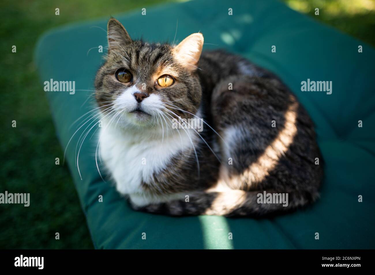 Cat on sunbed hi-res stock photography and images - Alamy