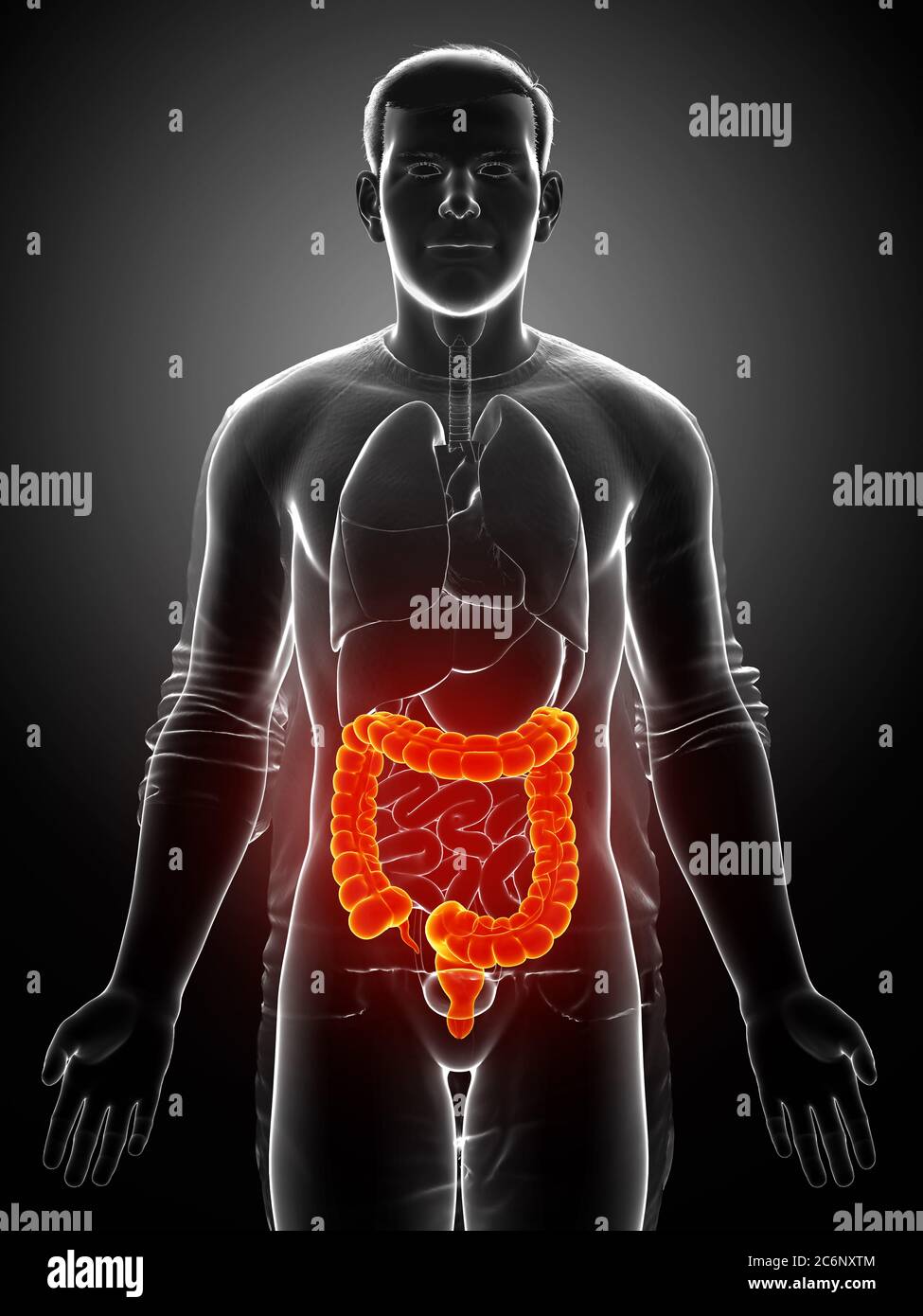 3d rendered, medically accurate illustration of male large intestine ...