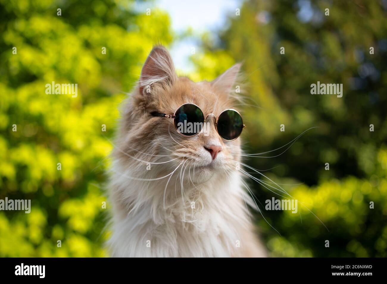 cool maine coon cat wearing shades in nature Stock Photo - Alamy