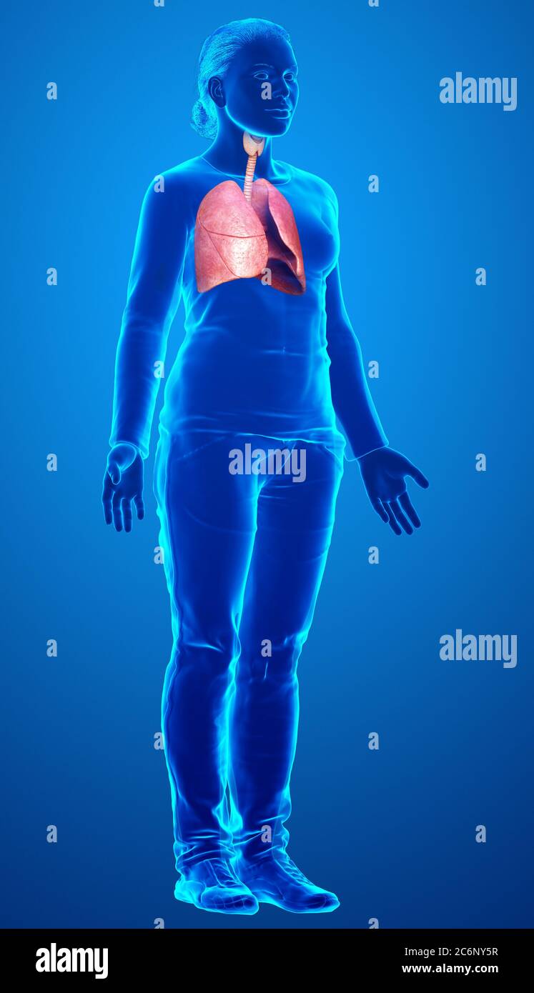 3d rendered, medically accurate illustration of a female lung anatomy ...