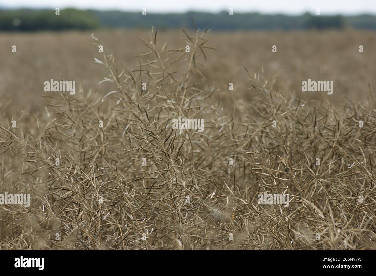 Harvest rapeseed hi-res stock photography and images - Alamy