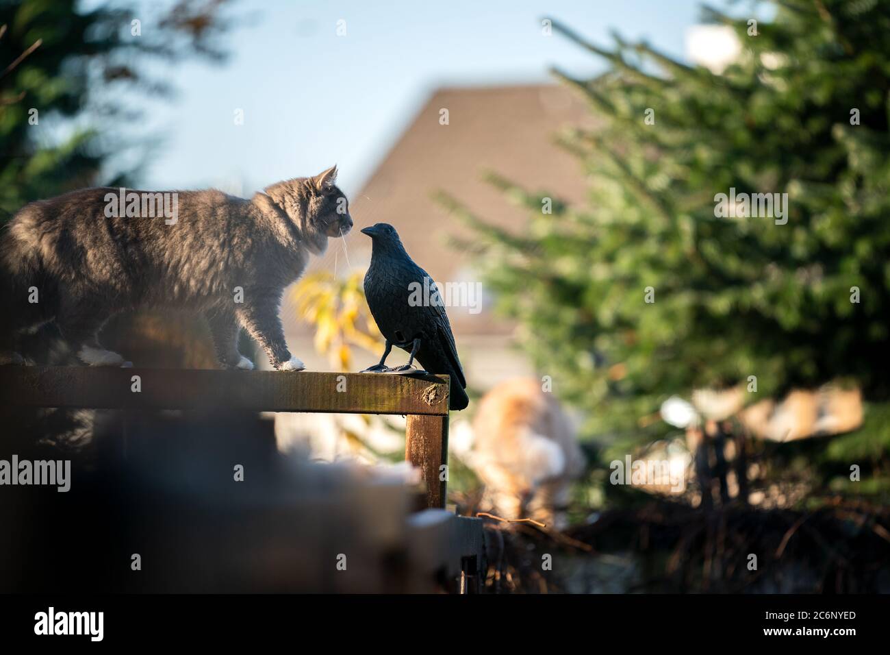 cat semlling on fake plastic bird dummy outdoors in the garden Stock ...