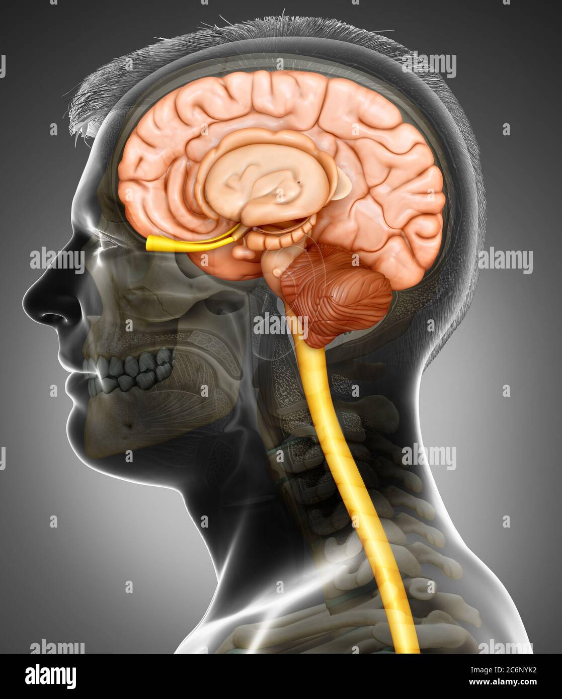 3d rendering medical illustration of male brain anatomy Stock Photo - Alamy