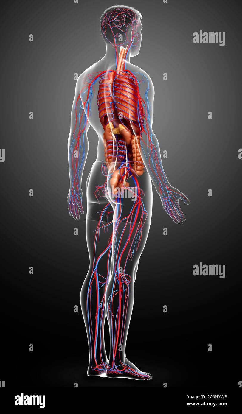 3d rendered medically accurate illustration of the male circulatory ...