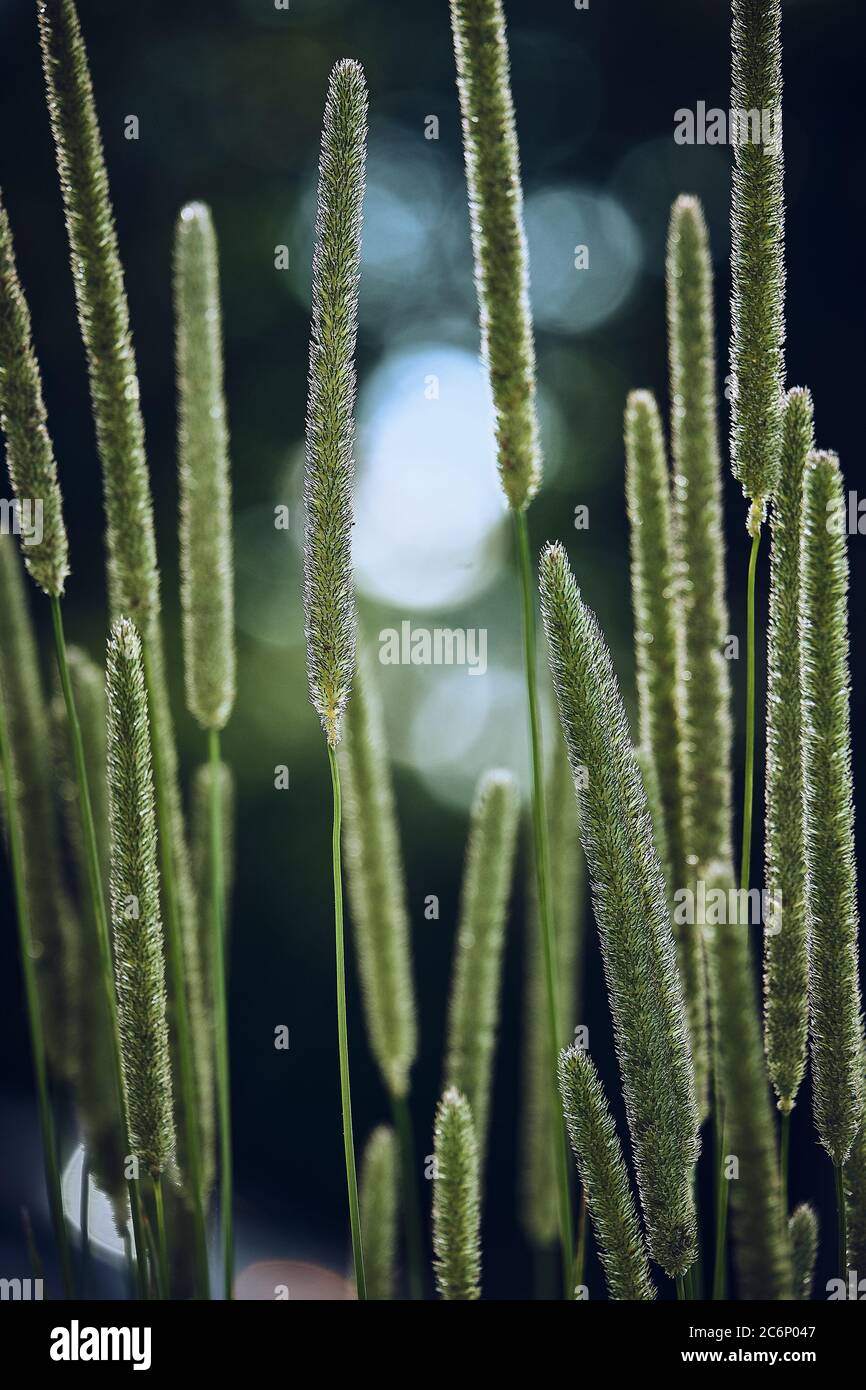 Timothy Grass Phleum pratense closeup of flowering spikes Stock Photo ...