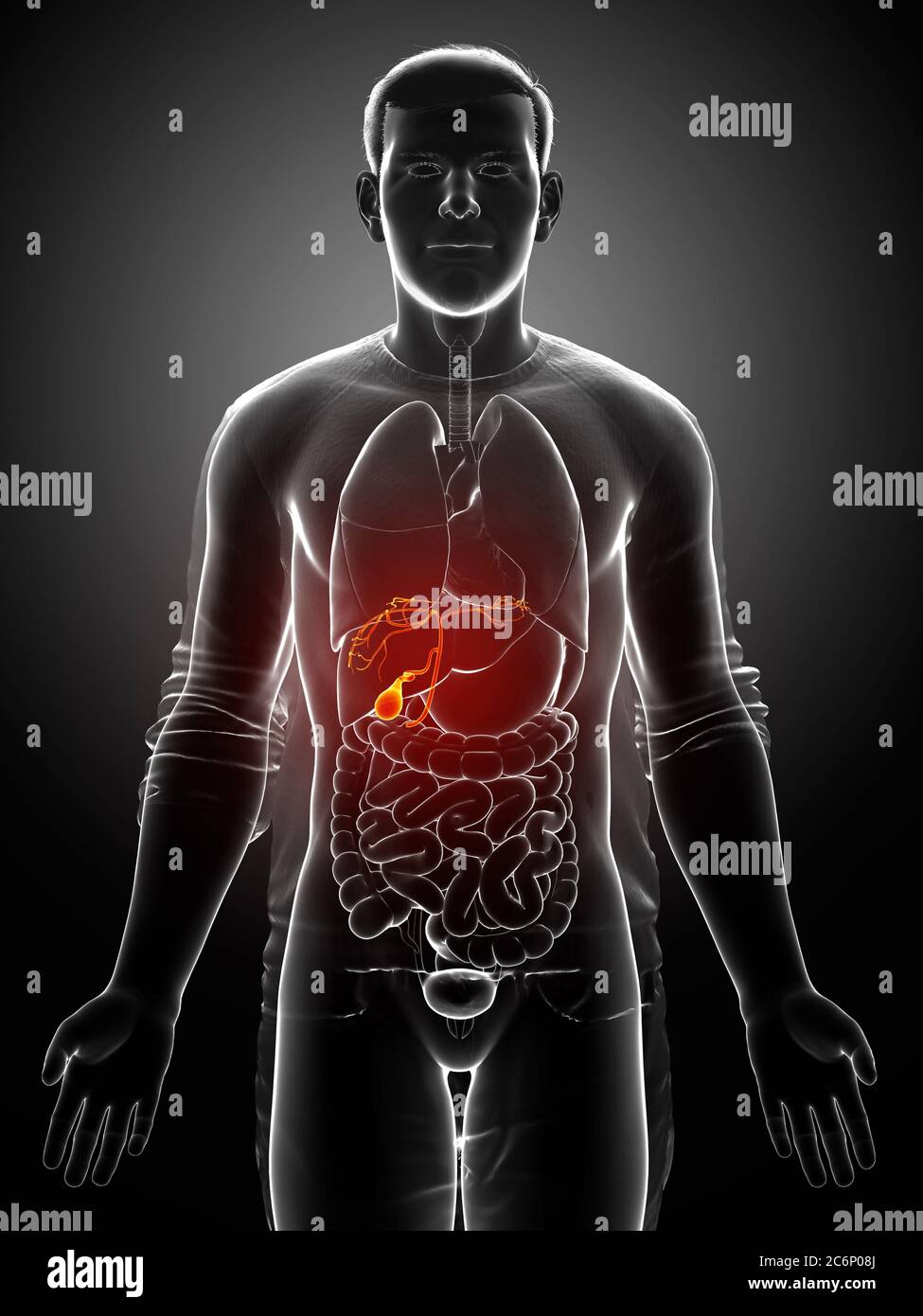 3d rendered medically accurate illustration of male Organs Gallbladder ...