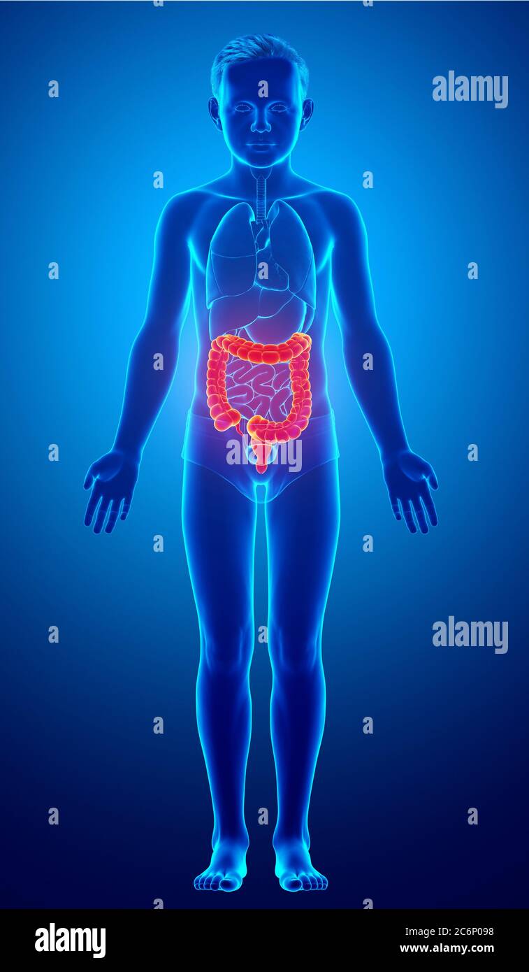 3d rendered, medically accurate illustration of boy large intestine ...