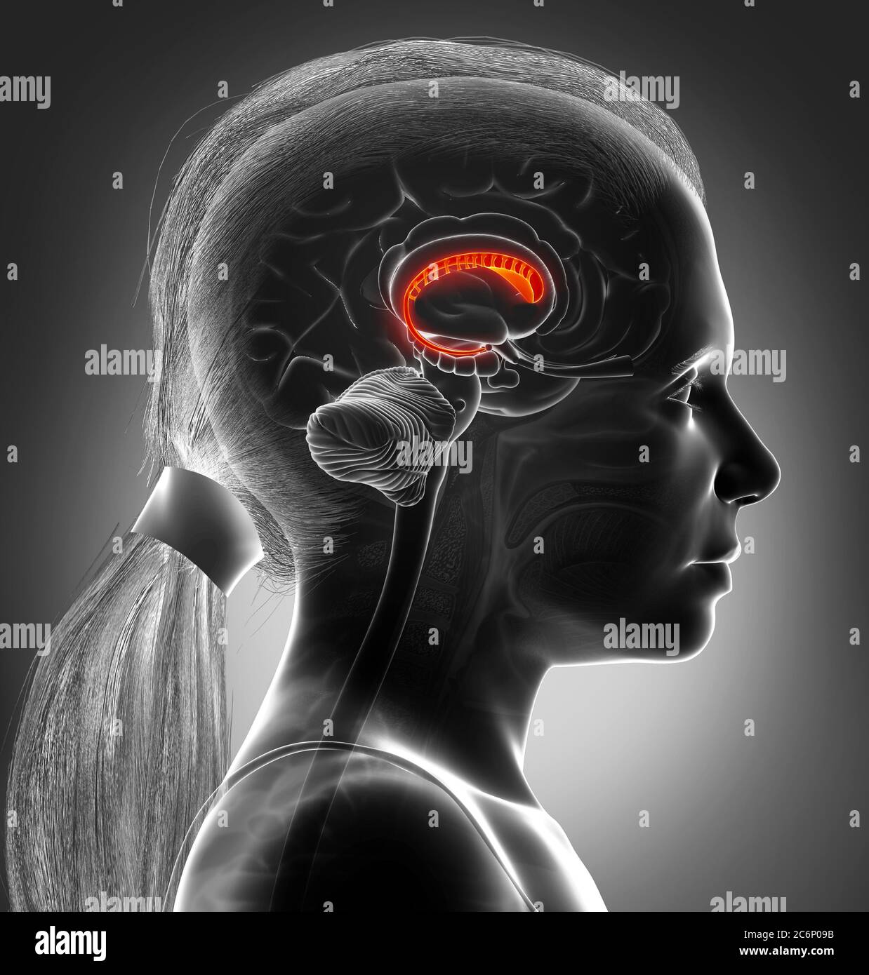 Caudate Nucleus 3d