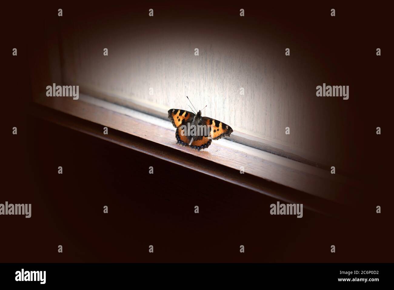 A colorful butterfly on the window. No way for butterfly. A butterfly ...