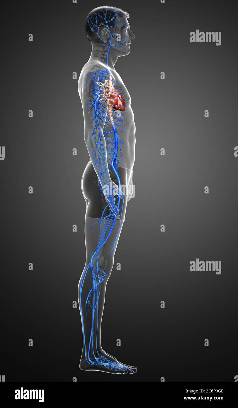 3d rendered medically accurate illustration of a male Veins anatomy ...