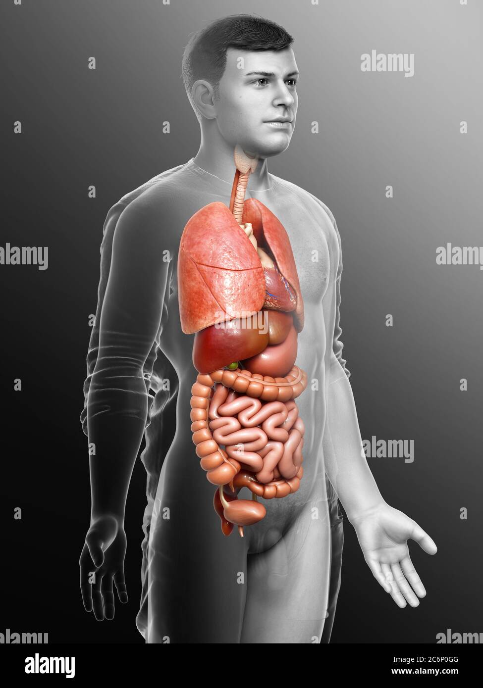 3d rendered medically accurate illustration of male Internal organs ...