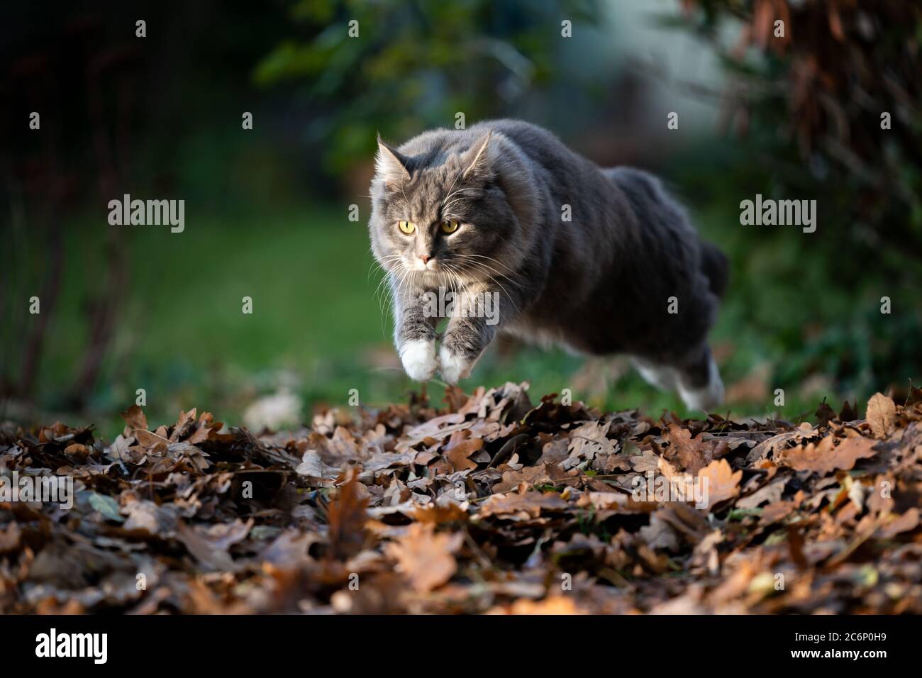 blue tabby maine coon cat jumping over a pile of autumn leaves outdoors ...