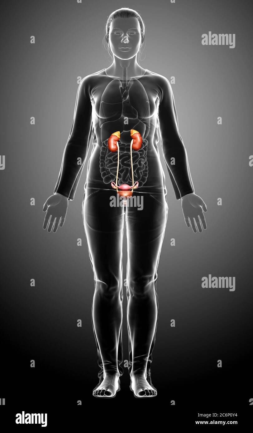 3d rendered, medically accurate illustration of female kidneys Stock ...