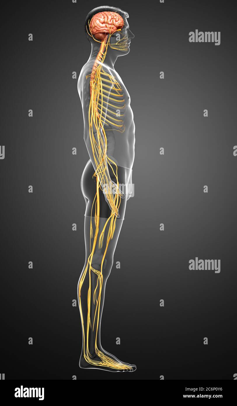 3d rendered medically accurate illustration of a male nervous system ...