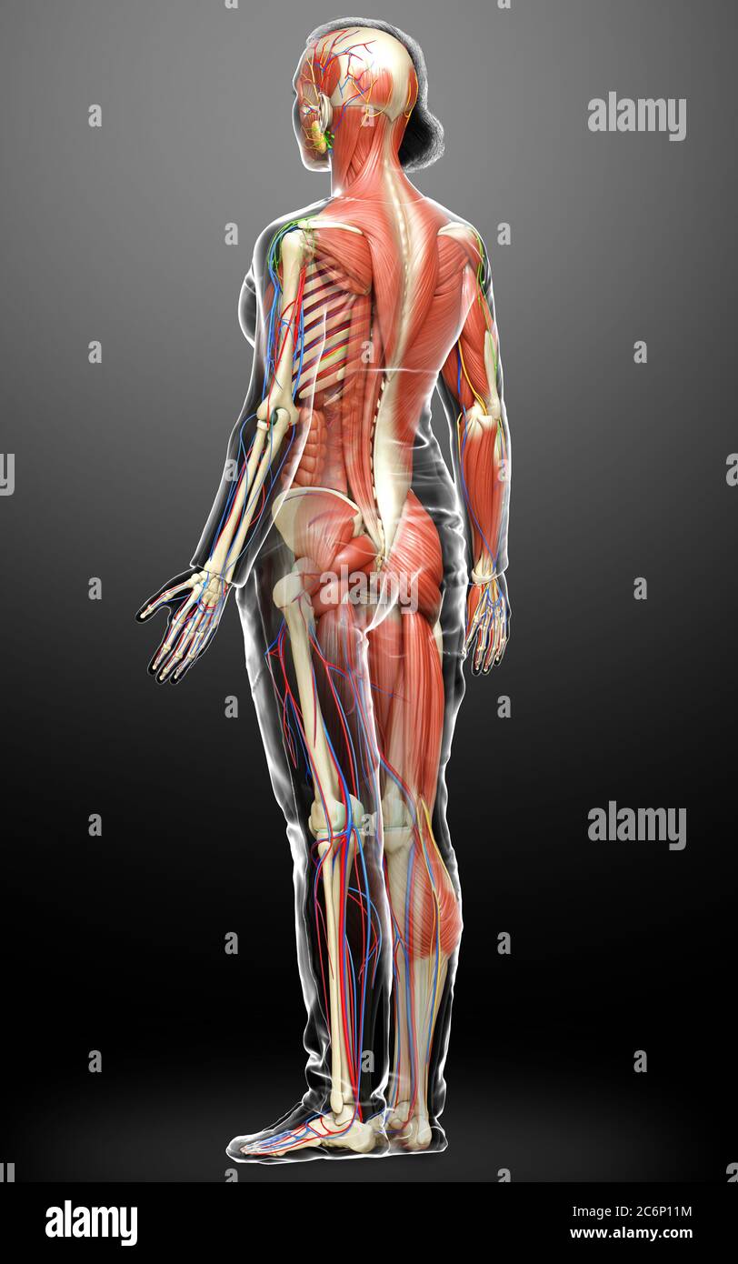3d rendered medically accurate of the female anatomy Stock Photo - Alamy