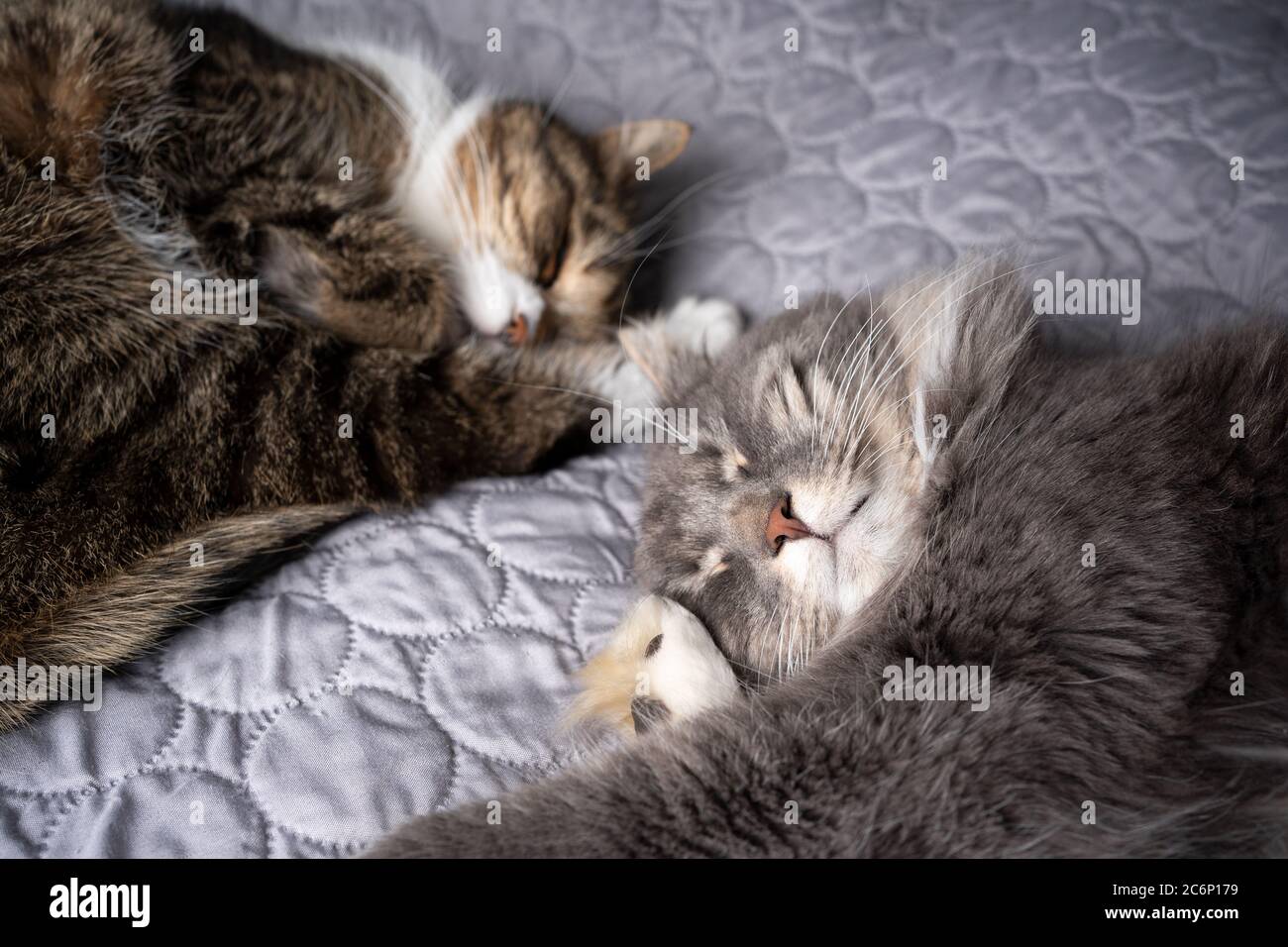 close up of two different breed cats sleeping side by side on pet ...