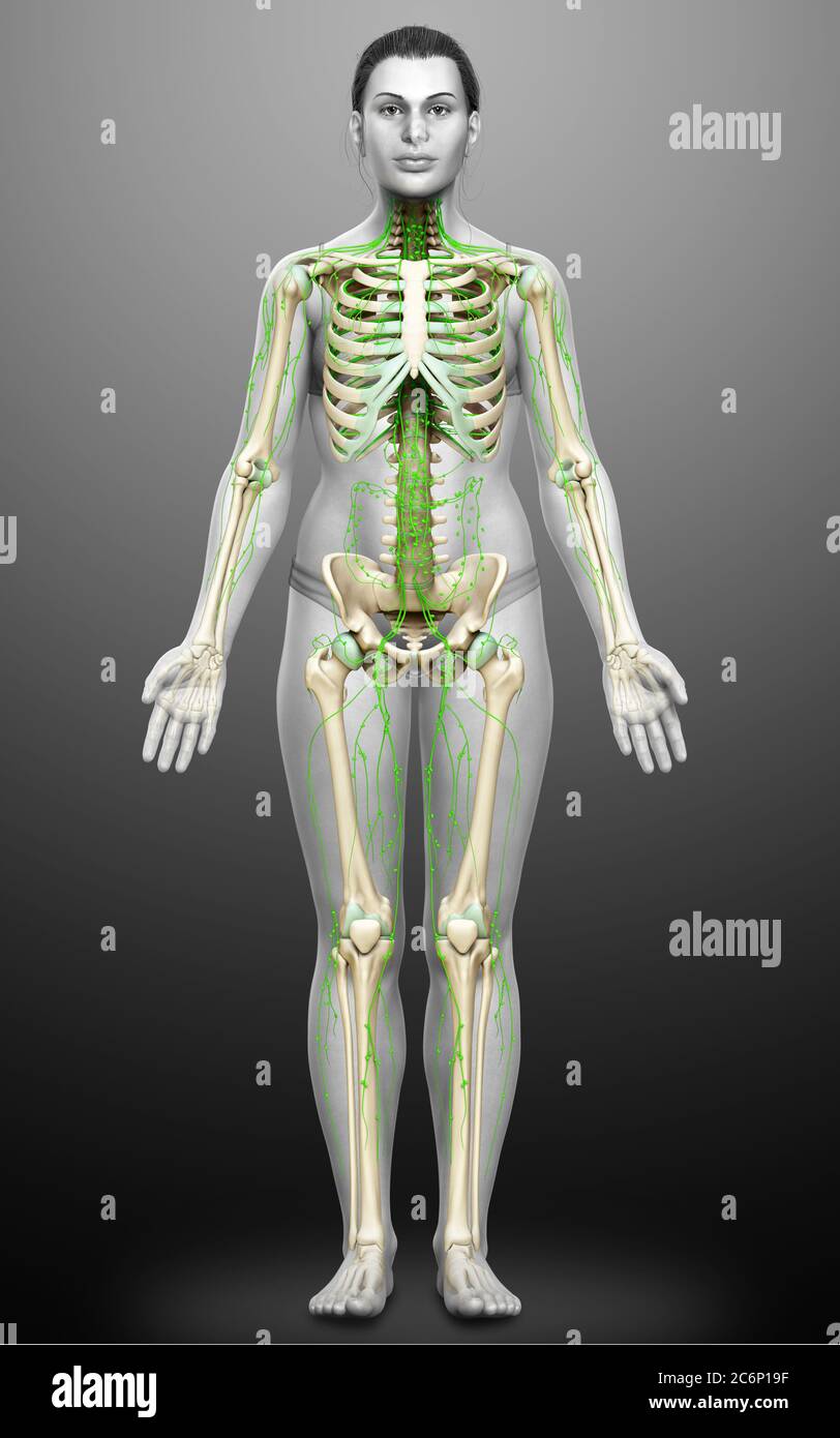 3d rendered medically accurate illustration of a female lymphatic ...
