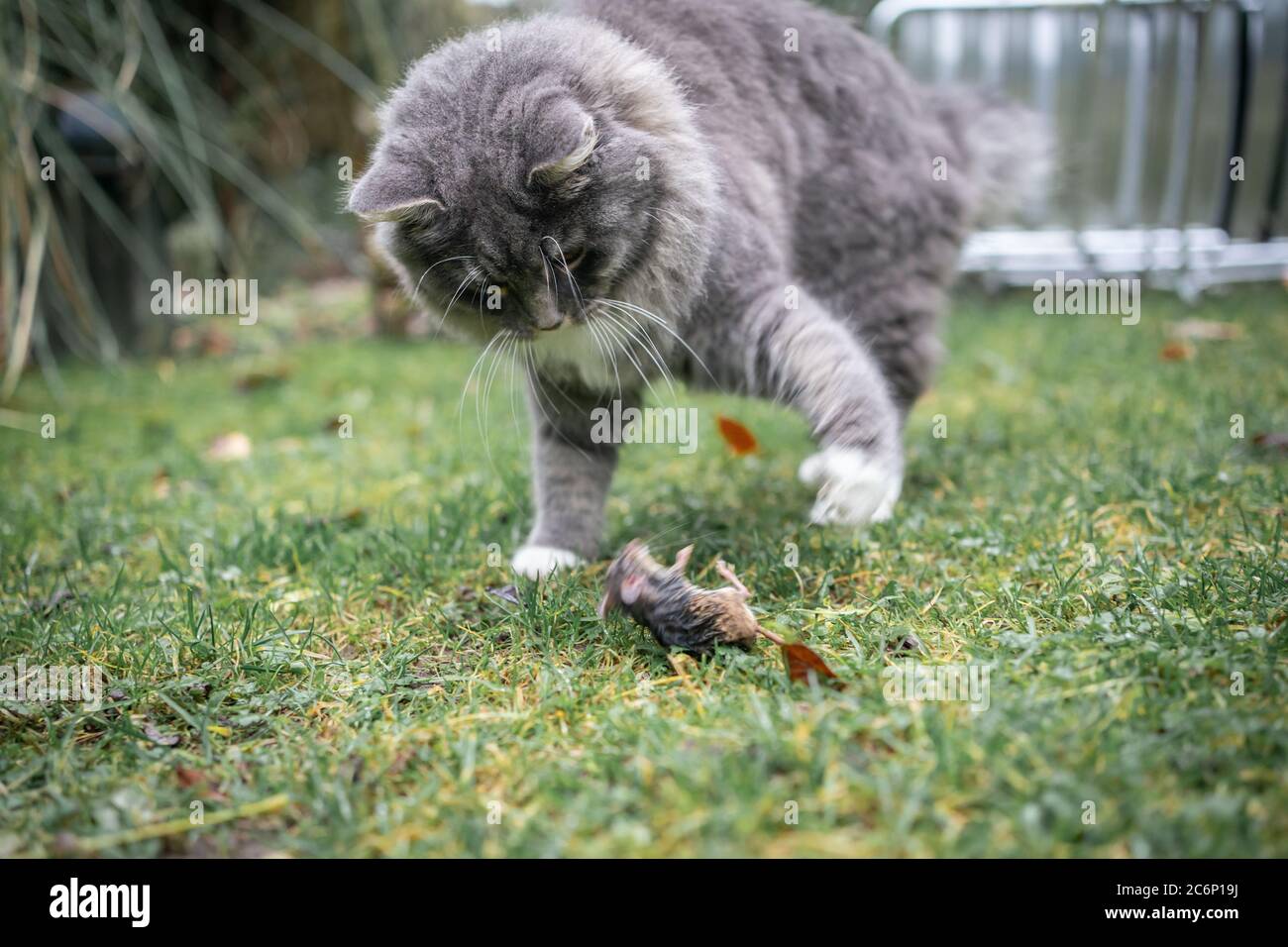 blue tabby white maine coon cat hunting outdoors in the garden playing ...