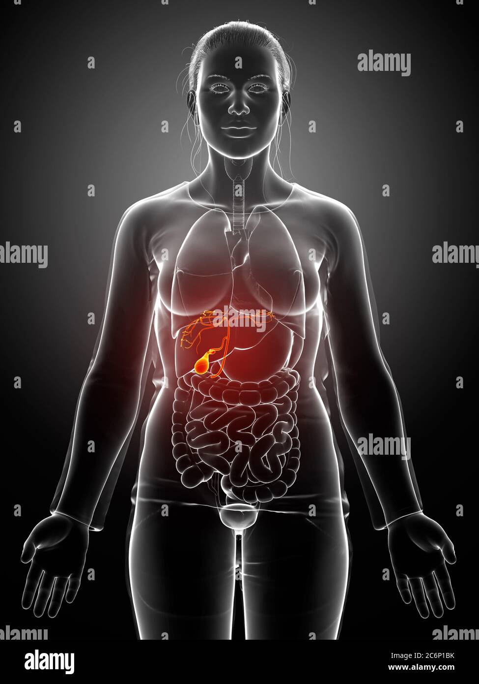 3d rendered medically accurate illustration of female Organs ...