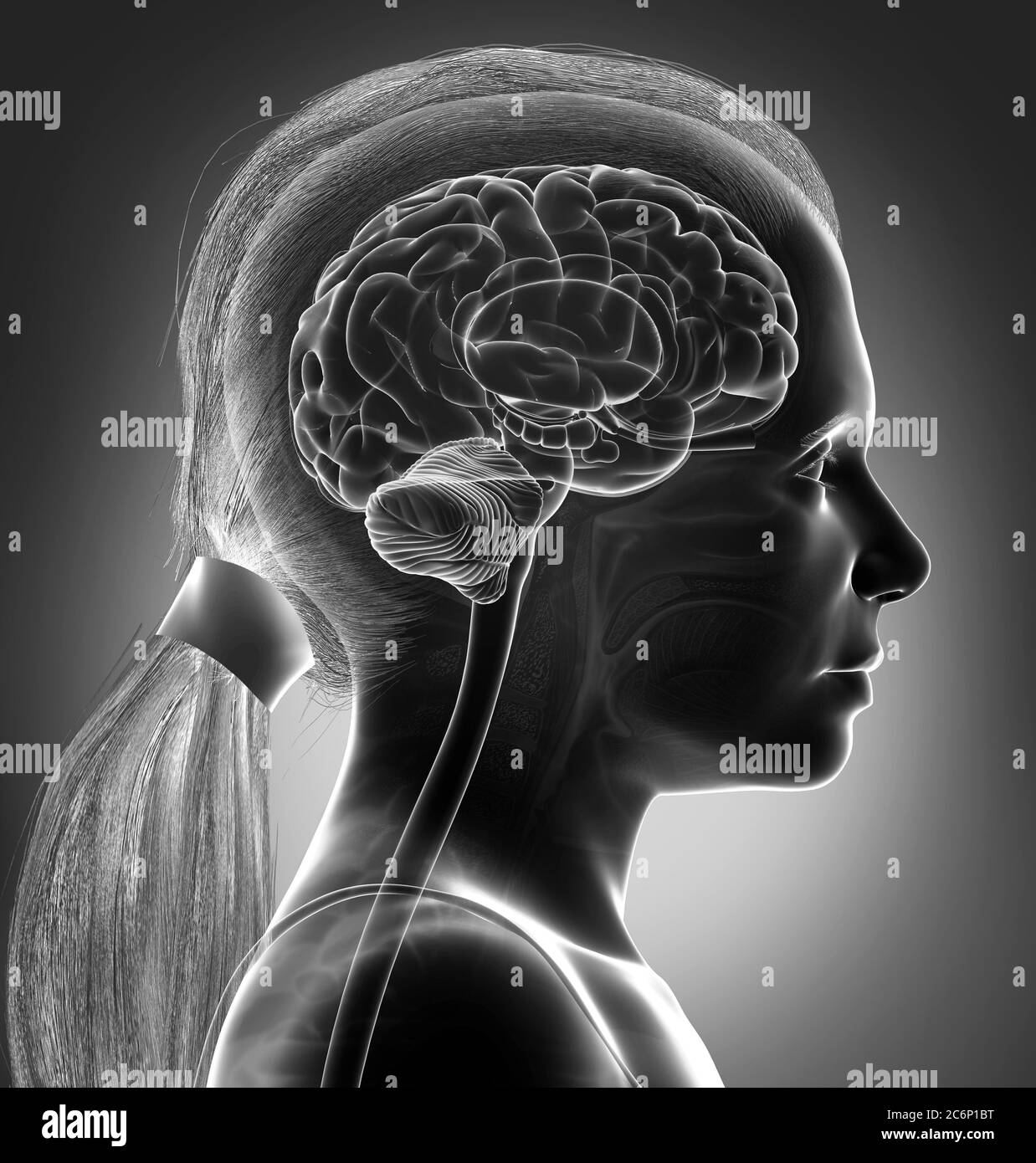 Optic Chiasma High Resolution Stock Photography and Images - Alamy