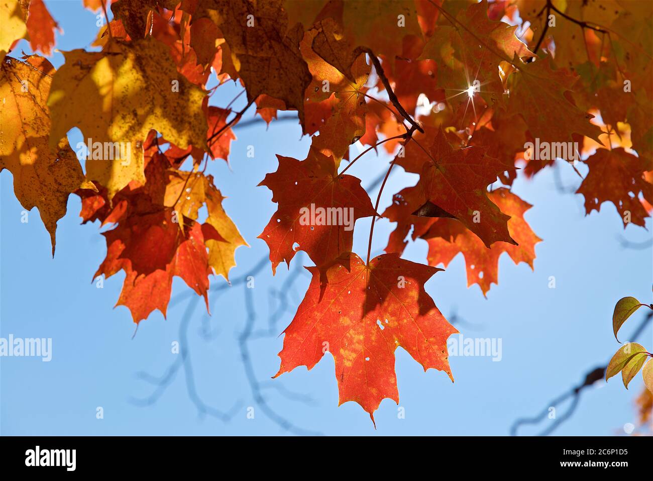 The color of maple leaves in the forest in autumn Stock Photo - Alamy