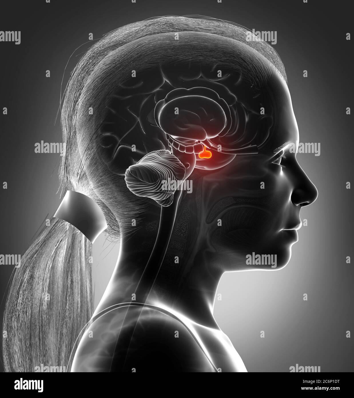 3d rendering medical illustration of a girl Brain anatomy PITUITARY ...