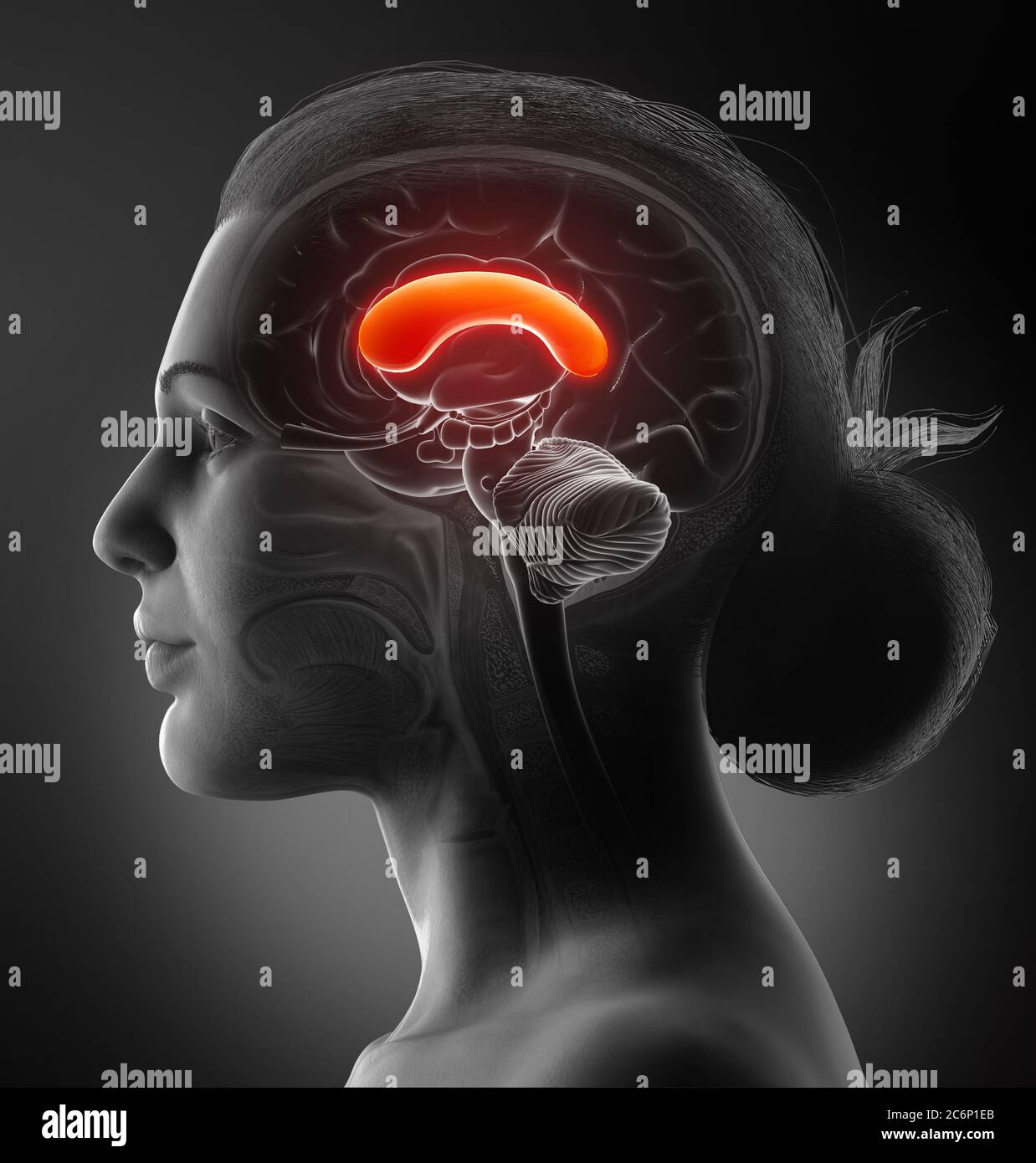 3d rendered medically accurate illustration of a female brains anatomy ...